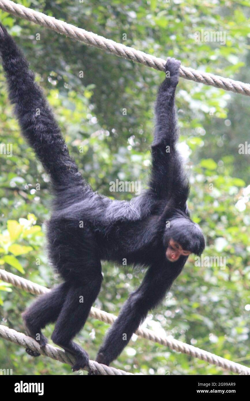 Red-faced spider monkey in Overloon zoo Stock Photo - Alamy