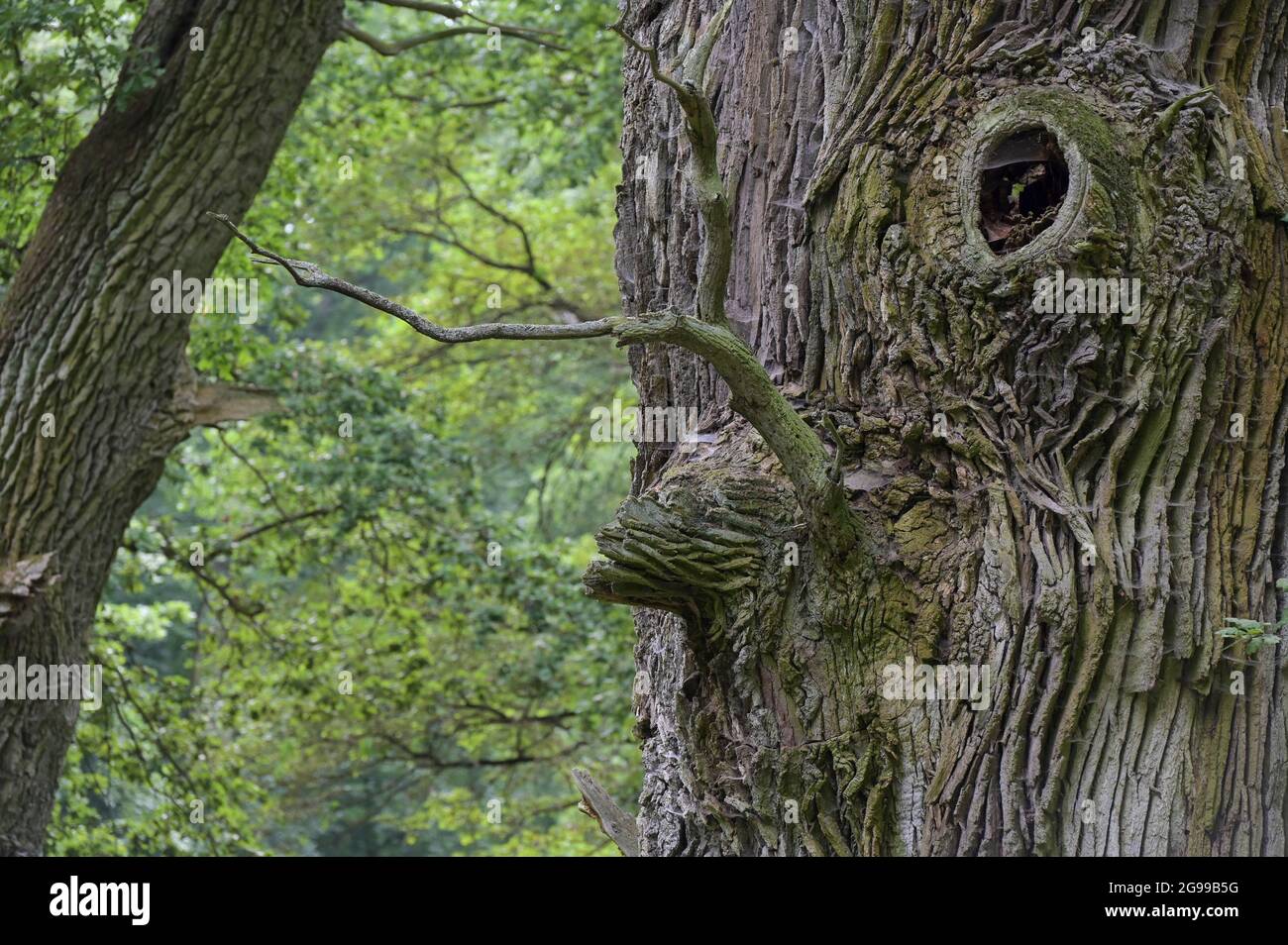 GERMANY, Stavenhagen, National Nature monument, Ivenacker Eichen, 1000 years old german oak ...