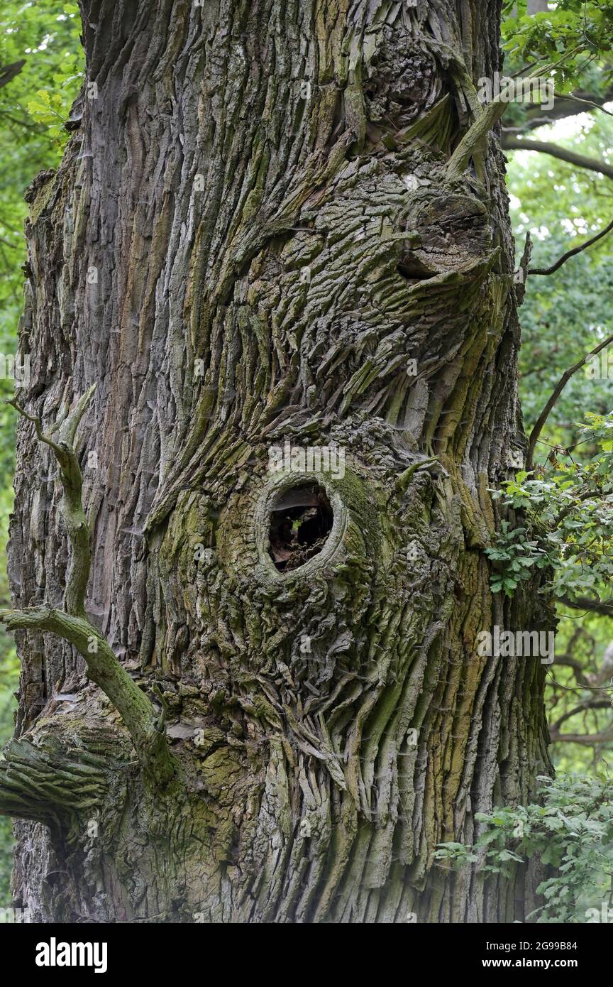 GERMANY, Stavenhagen, National Nature monument, Ivenacker Eichen, 1000 ... GERMANY, Stavenhagen, National Nature monument, Ivenacker Eichen, 1000 ...