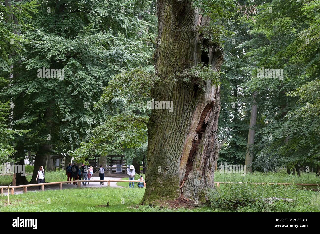 GERMANY, Stavenhagen, National Nature monument, Ivenacker Eichen, 1000 years old german oak ...