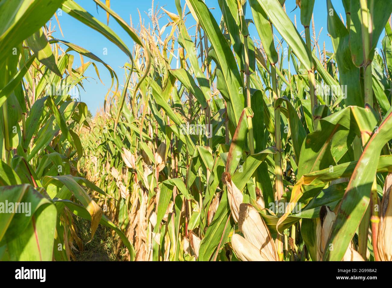 The lines of corn in the agricultural fields Stock Photo - Alamy