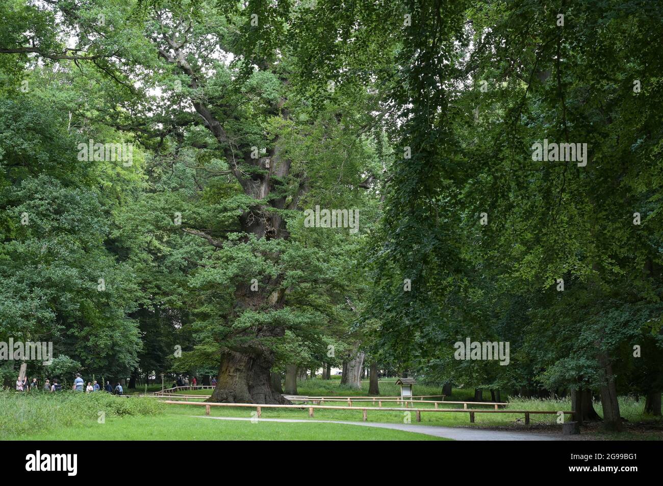 GERMANY, Stavenhagen, National Nature monument, Ivenacker Eichen, 1000 ... GERMANY, Stavenhagen, National Nature monument, Ivenacker Eichen, 1000 ...