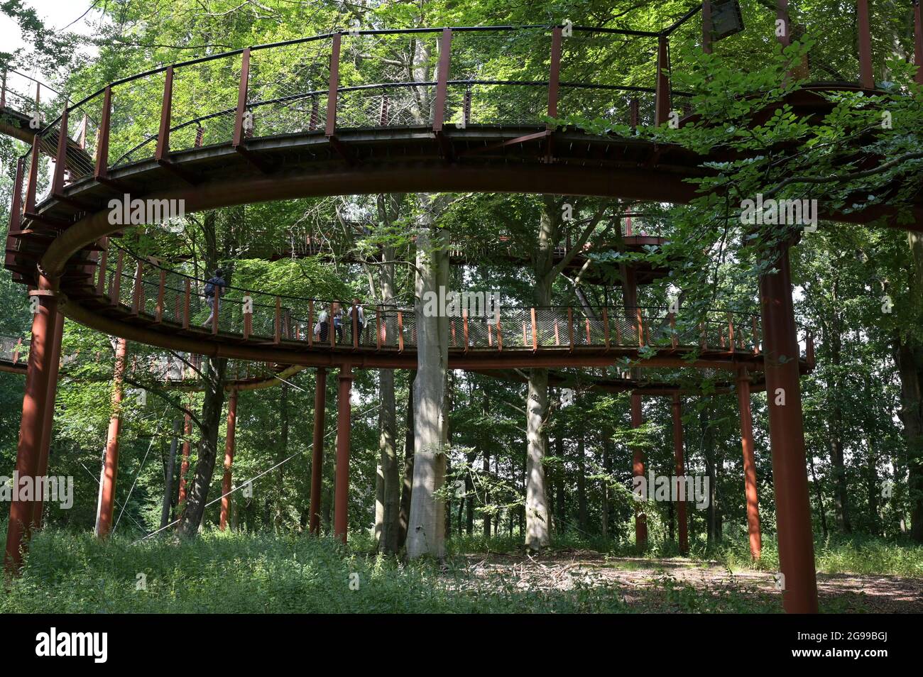 GERMANY, Stavenhagen, National Nature monument, Ivenacker Eichen, 1000 ... GERMANY, Stavenhagen, National Nature monument, Ivenacker Eichen, 1000 ...