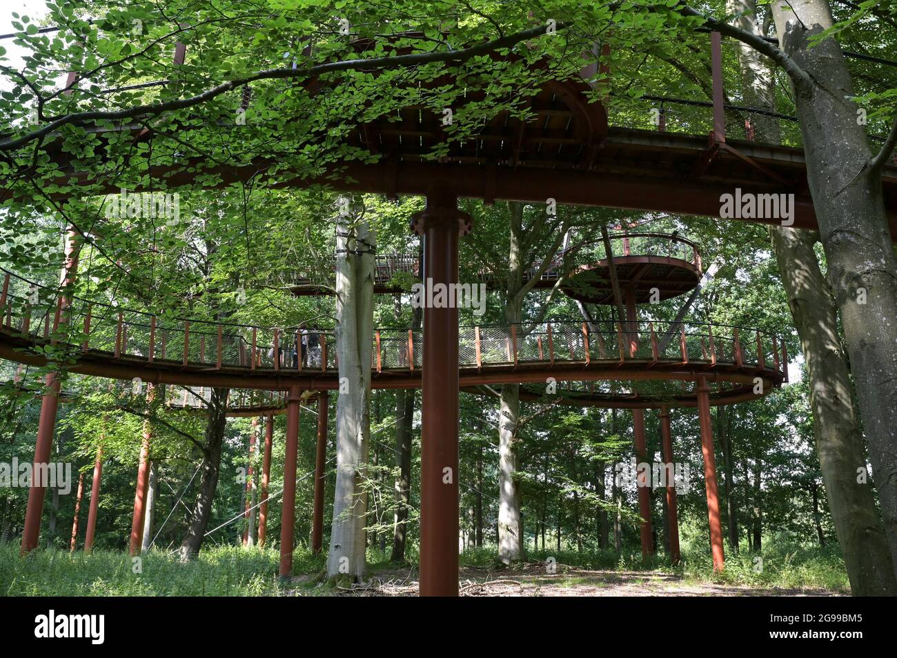 GERMANY, Stavenhagen, National Nature monument, Ivenacker Eichen, 1000 ...