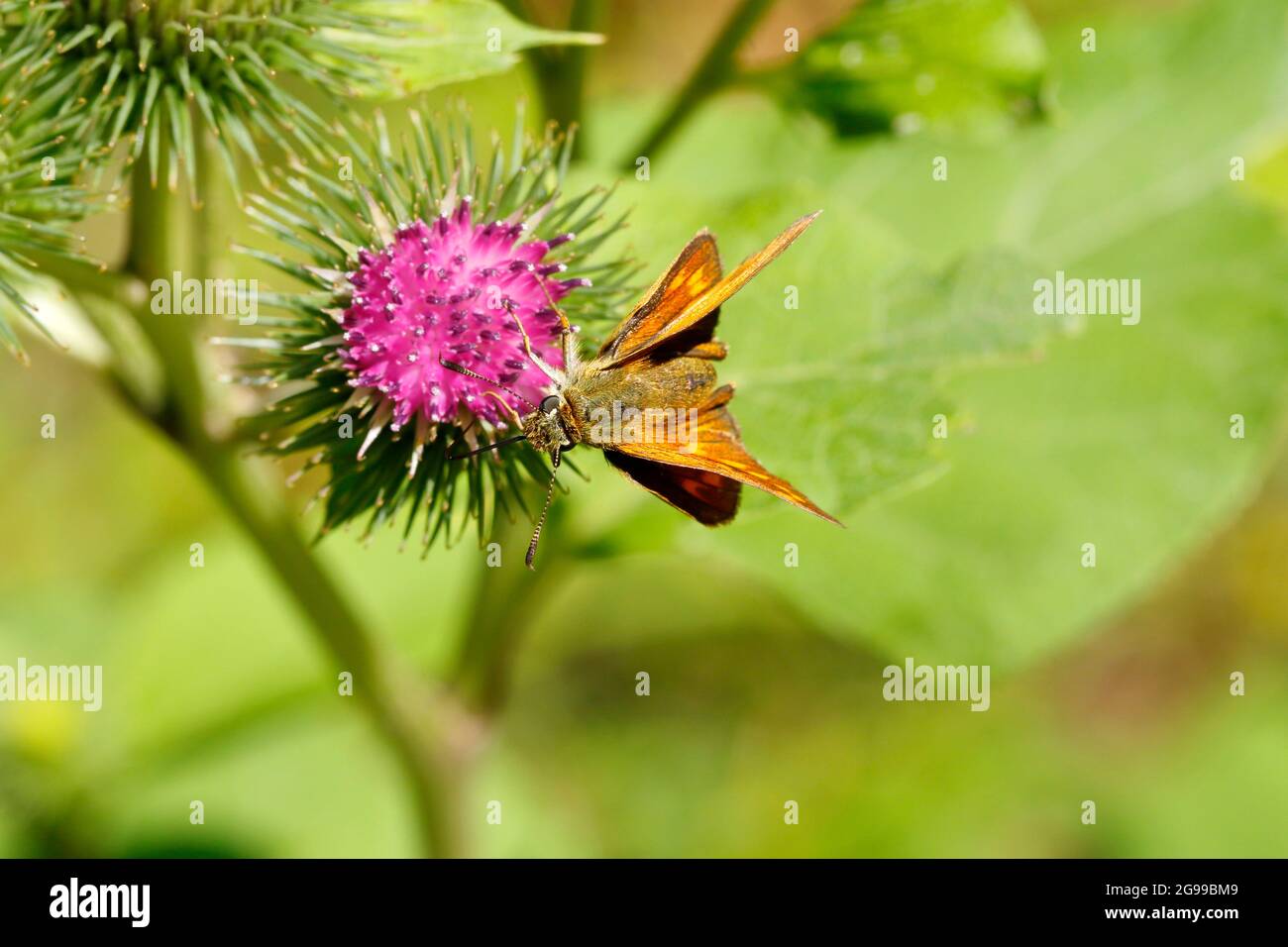 A rust-colored thick-headed butterfly, a ochlodes sylvanus, sits on a ...