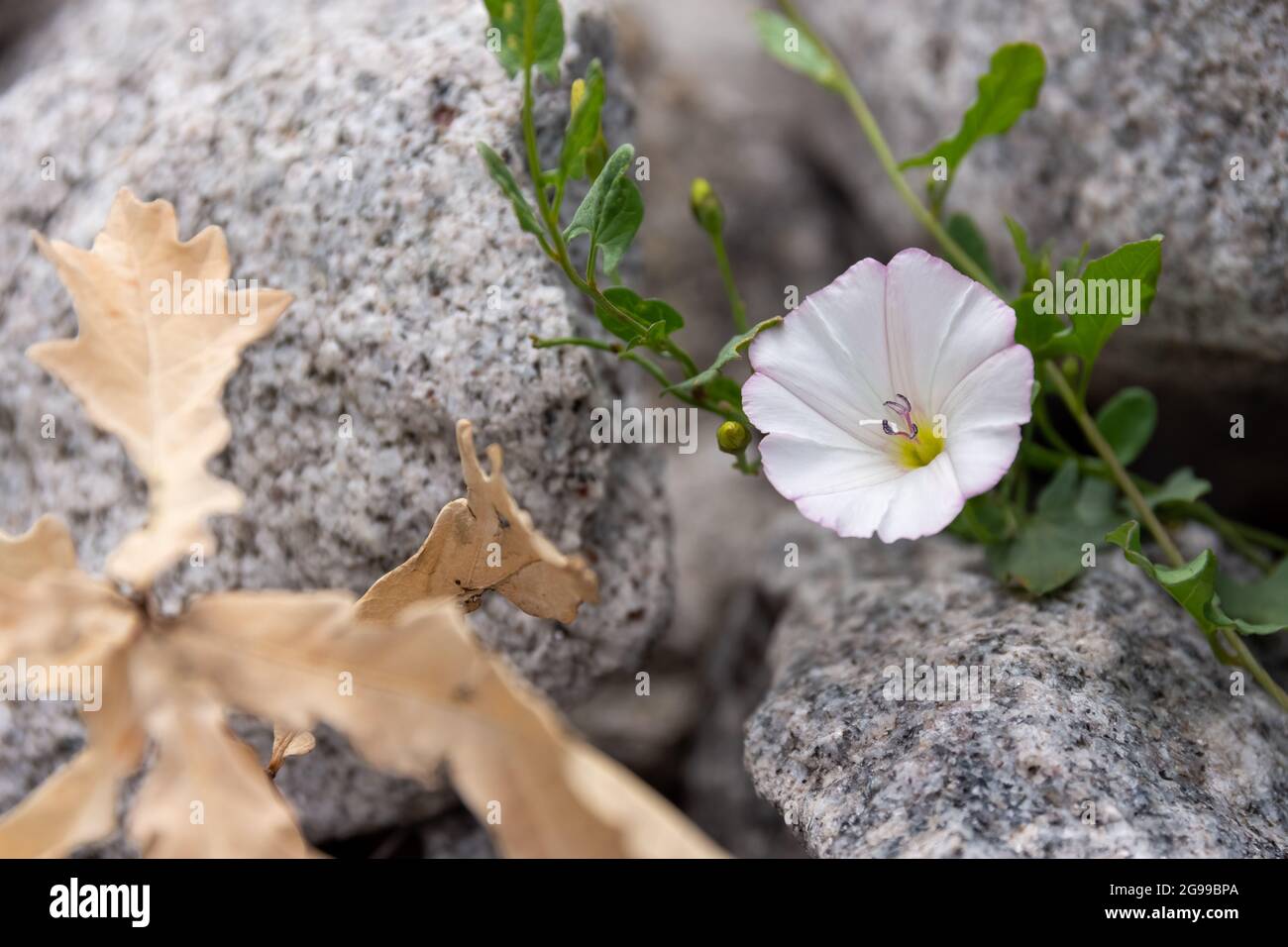 A white field bindweed flower growing in between the rocks Stock Photo ...