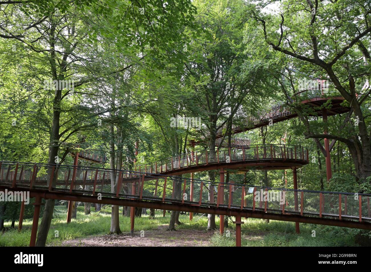 GERMANY, Stavenhagen, National Nature monument, Ivenacker Eichen, 1000 ...