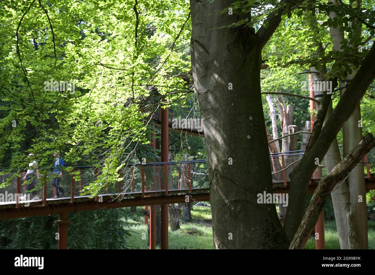GERMANY, Stavenhagen, National Nature monument, Ivenacker Eichen, 1000 ...