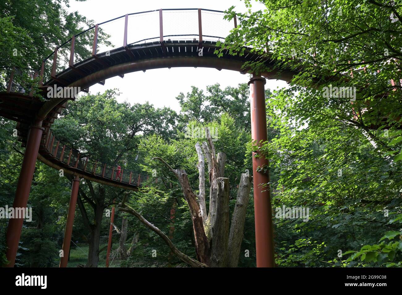 GERMANY, Stavenhagen, National Nature monument, Ivenacker Eichen, 1000 ...
