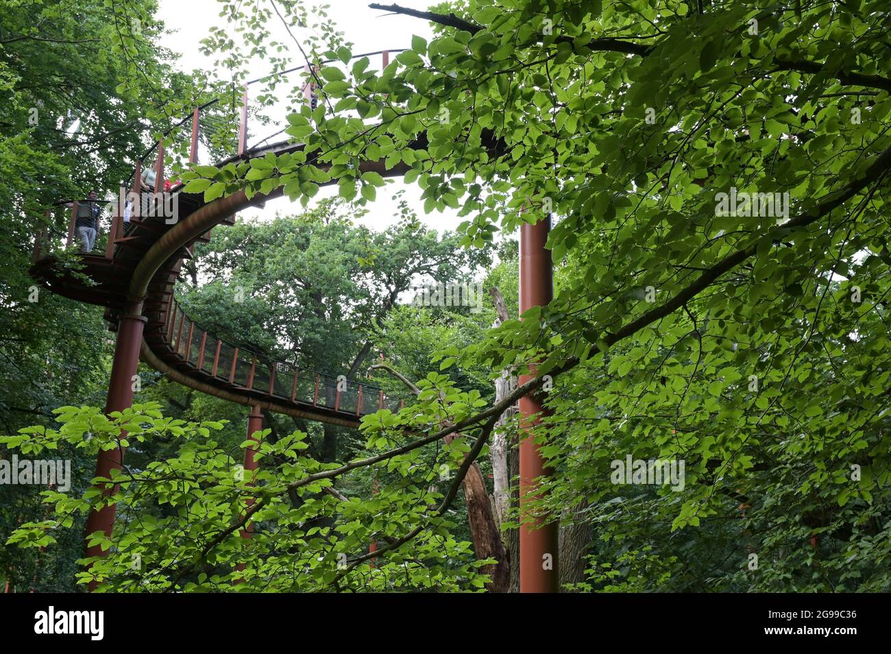 GERMANY, Stavenhagen, National Nature monument, Ivenacker Eichen, 1000 ...