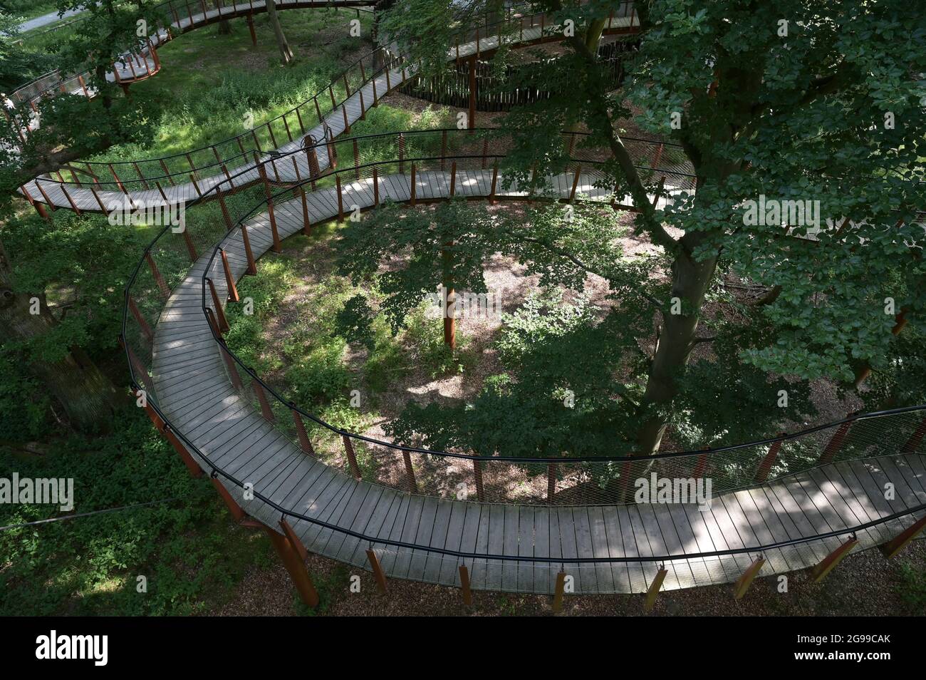 GERMANY, Stavenhagen, National Nature monument, Ivenacker Eichen, 1000 ...