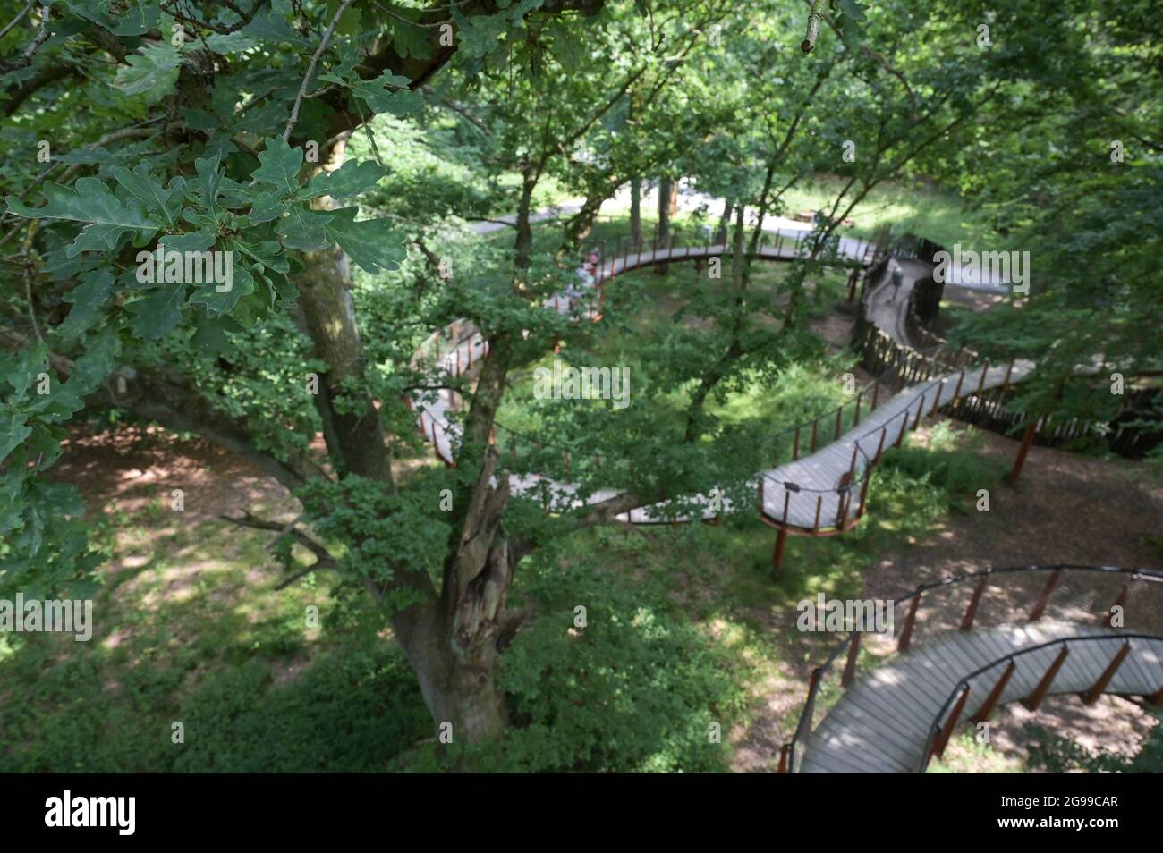 GERMANY, Stavenhagen, National Nature monument, Ivenacker Eichen, 1000 ...