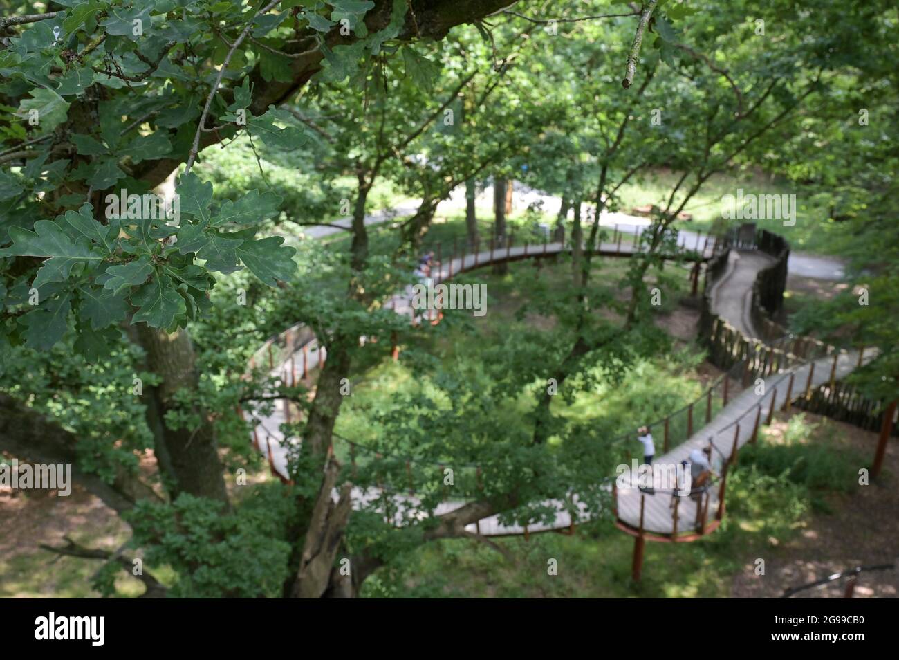 GERMANY, Stavenhagen, National Nature monument, Ivenacker Eichen, 1000 ... GERMANY, Stavenhagen, National Nature monument, Ivenacker Eichen, 1000 ...