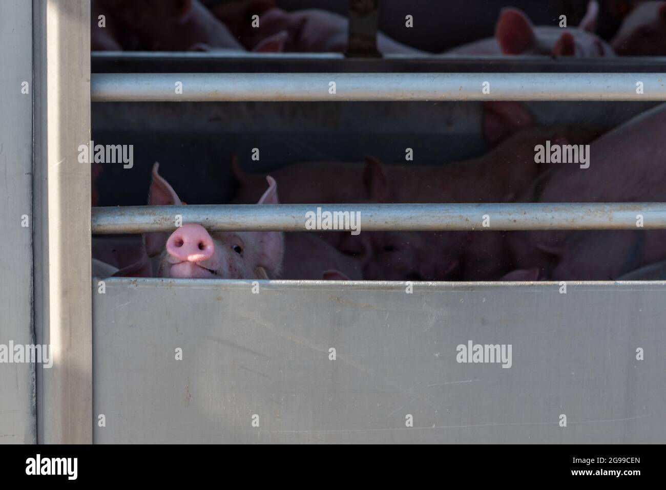 Little pig peeking out the aeration window of a cage truck Stock Photo ...