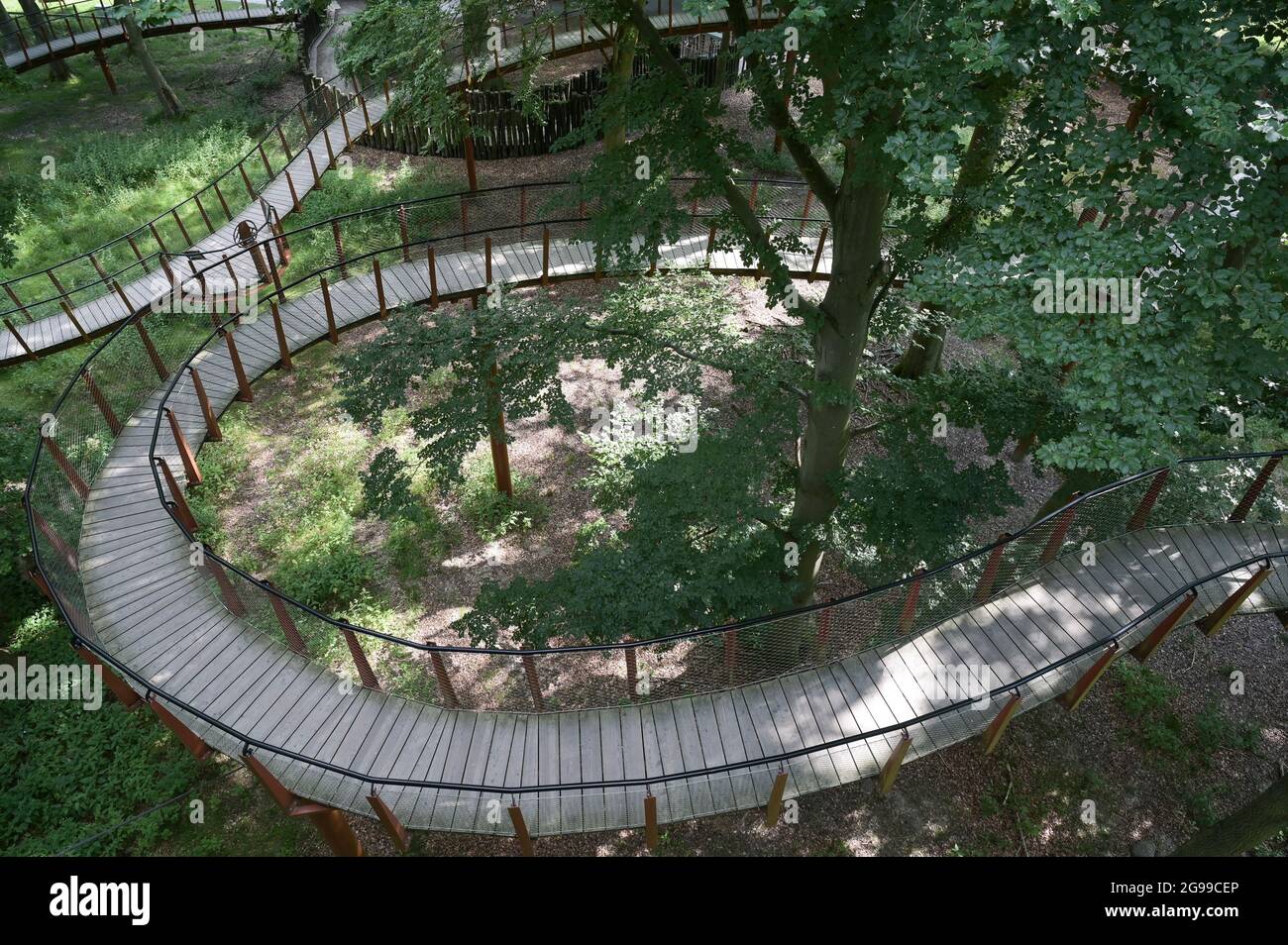 GERMANY, Stavenhagen, National Nature monument, Ivenacker Eichen, 1000 ...