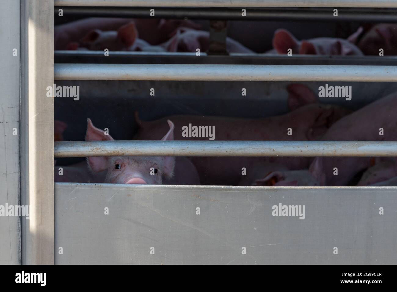 Little pig peeking out the aeration window of a cage truck Stock Photo ...