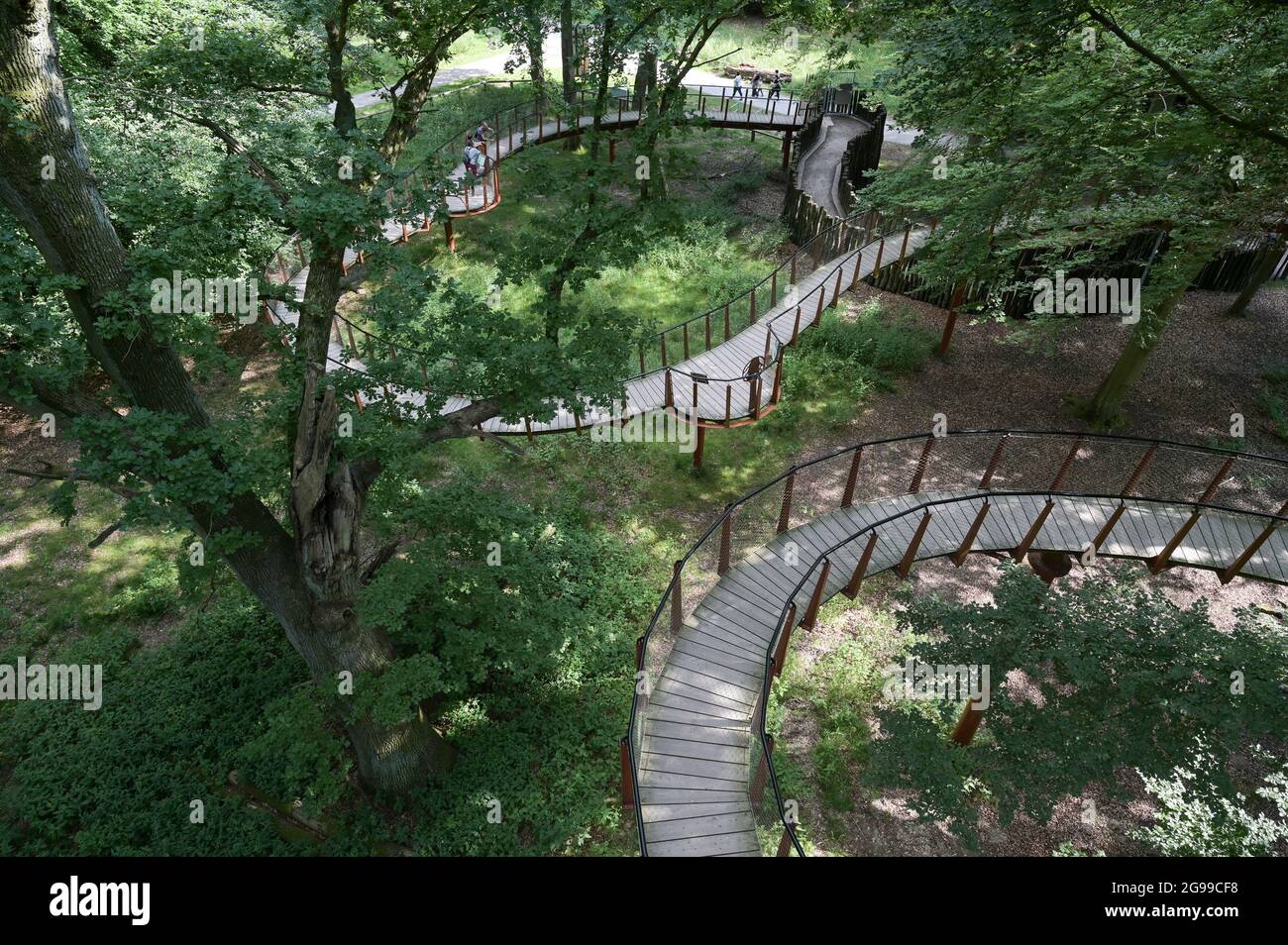 GERMANY, Stavenhagen, National Nature monument, Ivenacker Eichen, 1000 ...