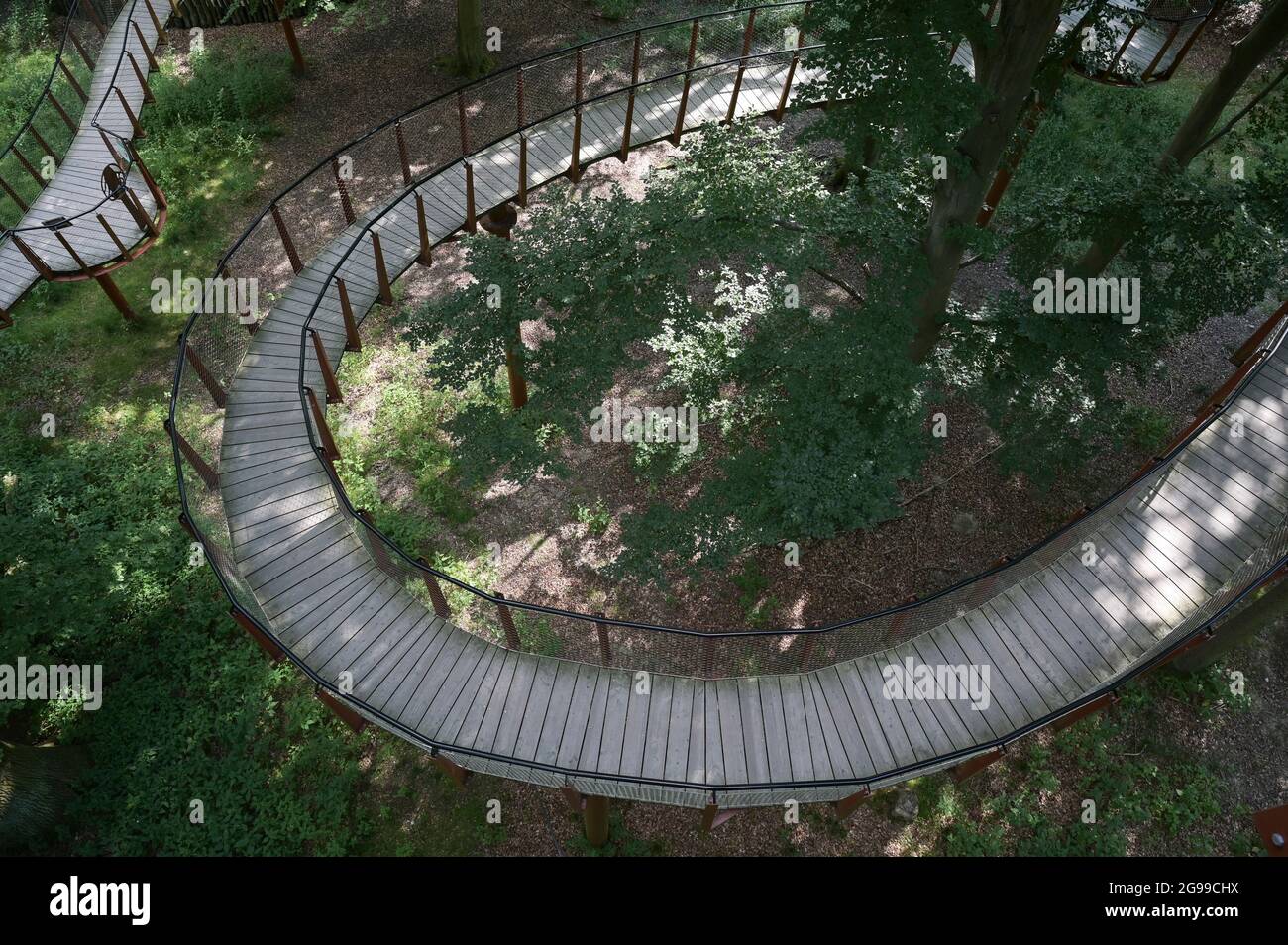 GERMANY, Stavenhagen, National Nature monument, Ivenacker Eichen, 1000 ...