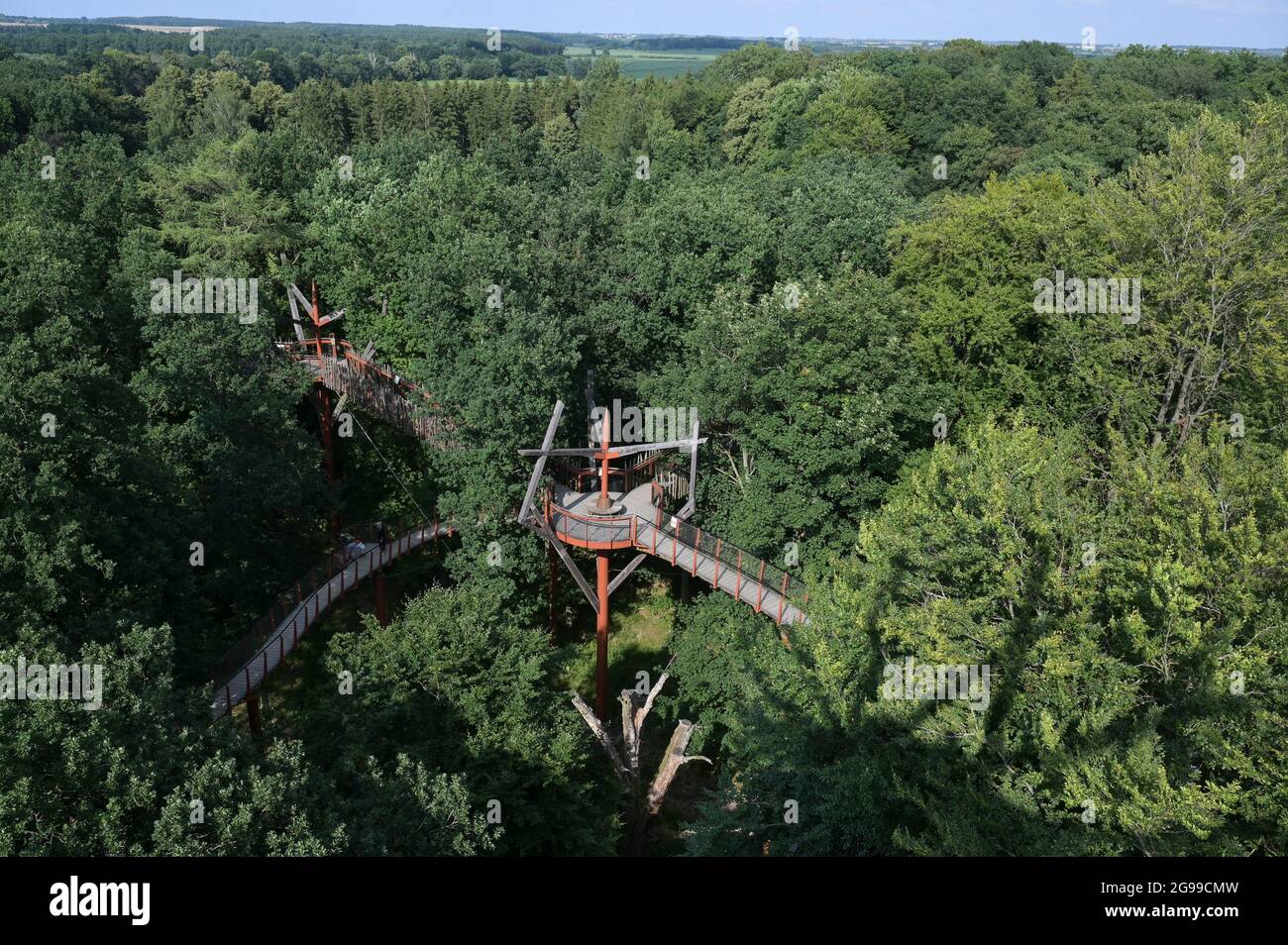 GERMANY, Stavenhagen, National Nature monument, Ivenacker Eichen, 1000 years old german oak ...