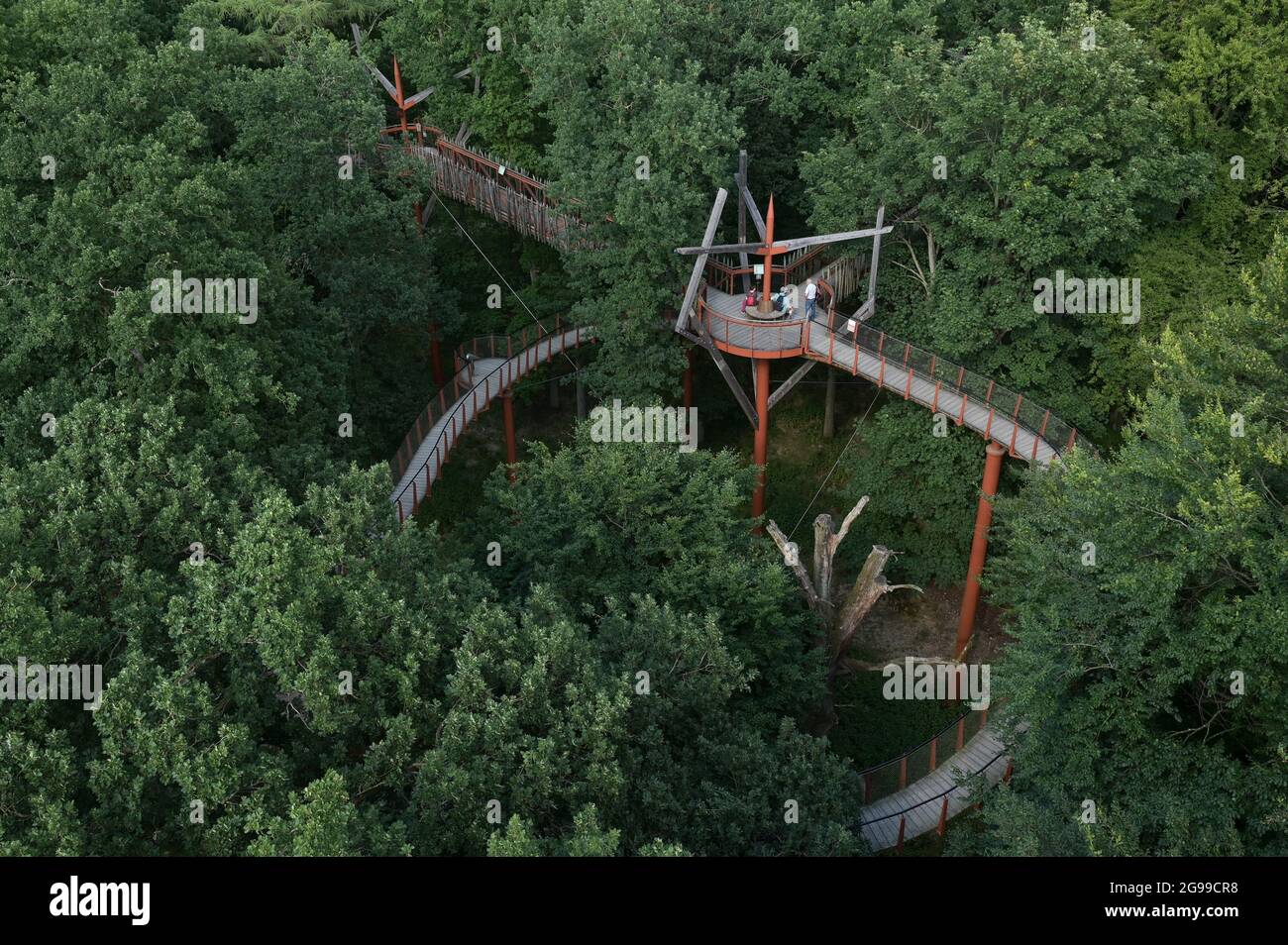 GERMANY, Stavenhagen, National Nature monument, Ivenacker Eichen, 1000 ...