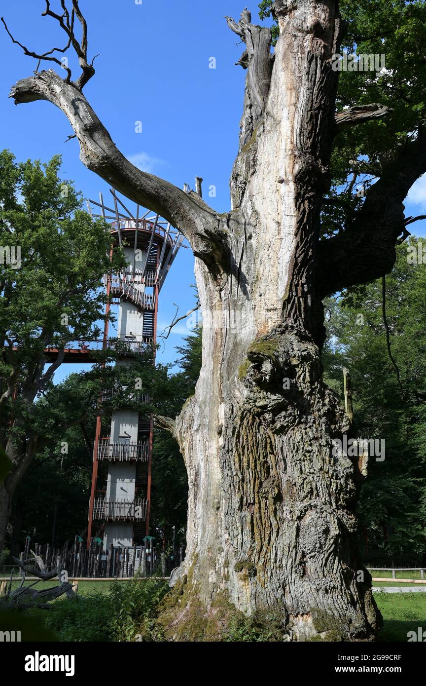 GERMANY, Stavenhagen, National Nature monument, Ivenacker Eichen, 1000 ...