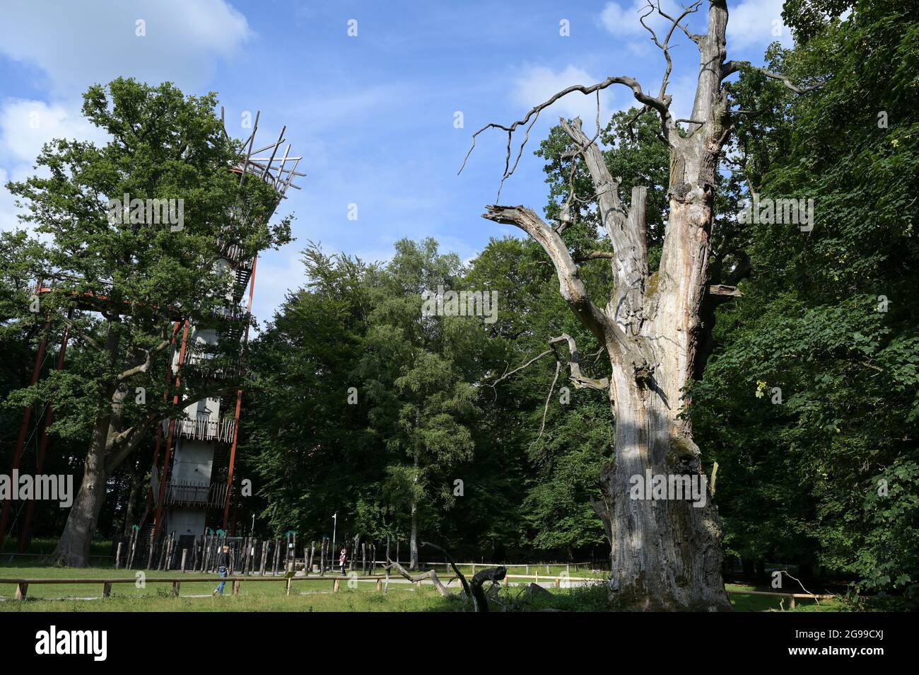 GERMANY, Stavenhagen, National Nature monument, Ivenacker Eichen, 1000 ...
