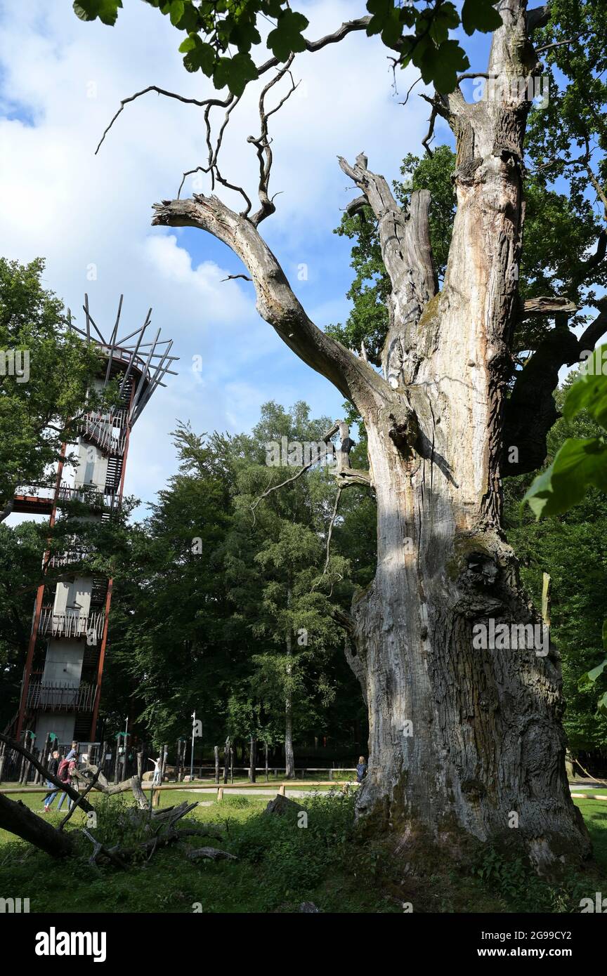 GERMANY, Stavenhagen, National Nature monument, Ivenacker Eichen, 1000 ...