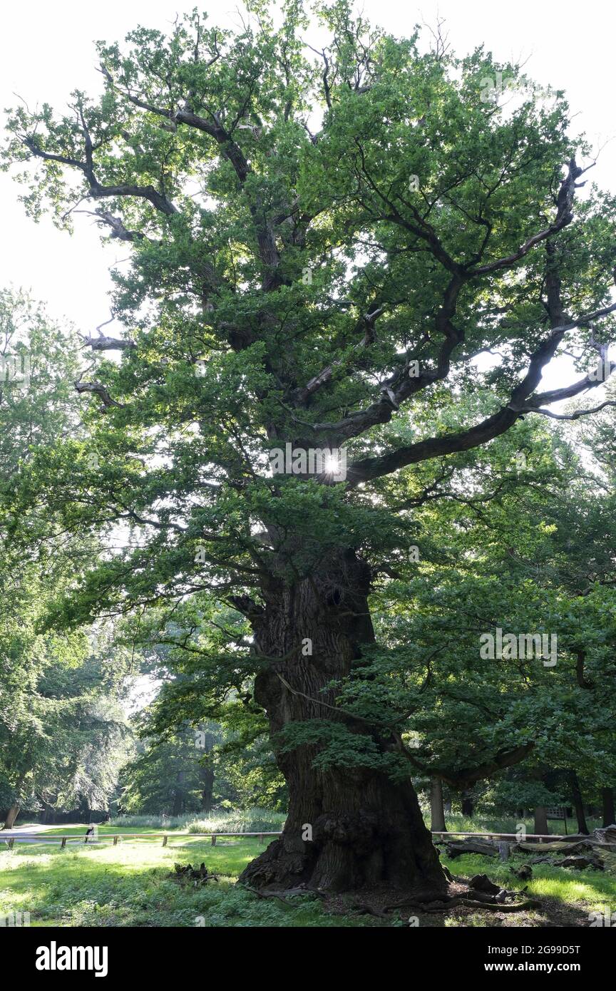 GERMANY, Stavenhagen, National Nature monument, Ivenacker Eichen, 1000 ... GERMANY, Stavenhagen, National Nature monument, Ivenacker Eichen, 1000 ...
