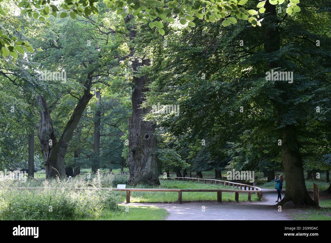 GERMANY, Stavenhagen, National Nature monument, Ivenacker Eichen, 1000 years old german oak ...