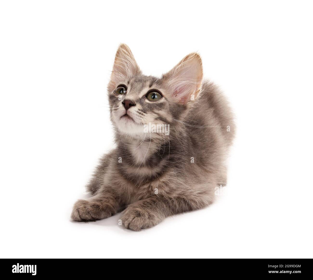 Small gray kitten isolated on white Stock Photo - Alamy