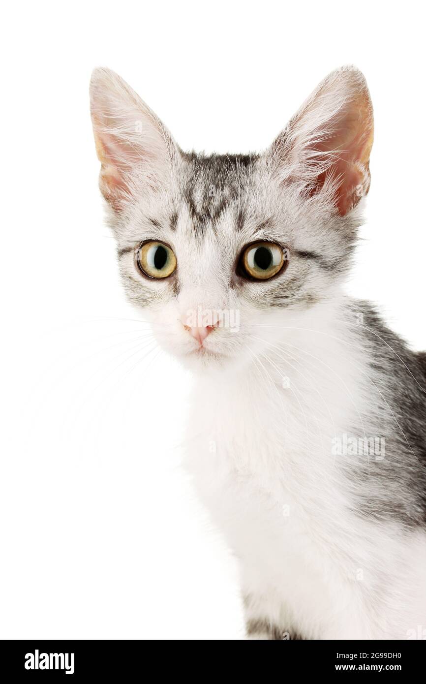 Small gray kitten isolated on white Stock Photo - Alamy
