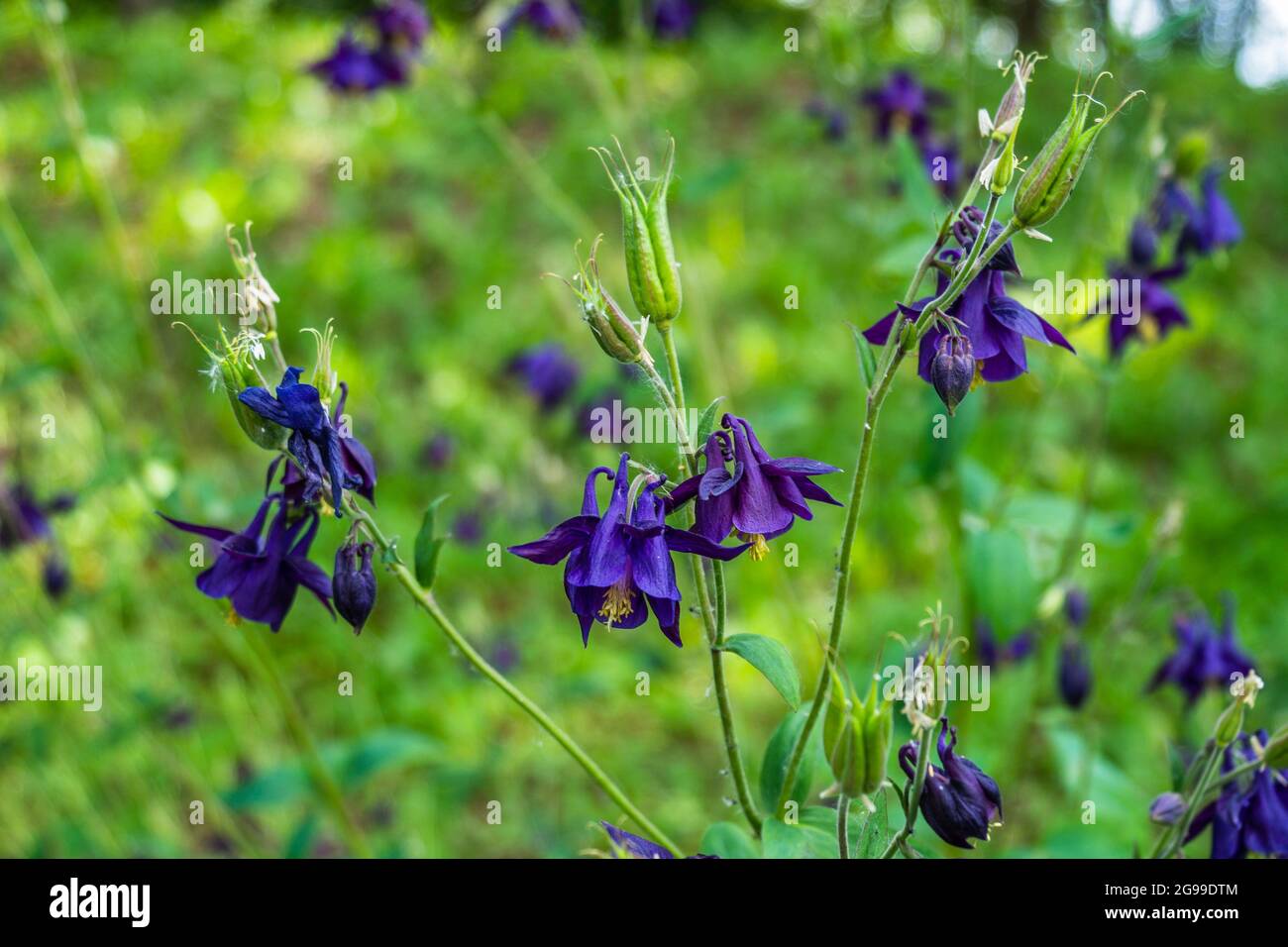 Violet Hepatica Nobilis, First Spring Flowers in the Blurred Background ...