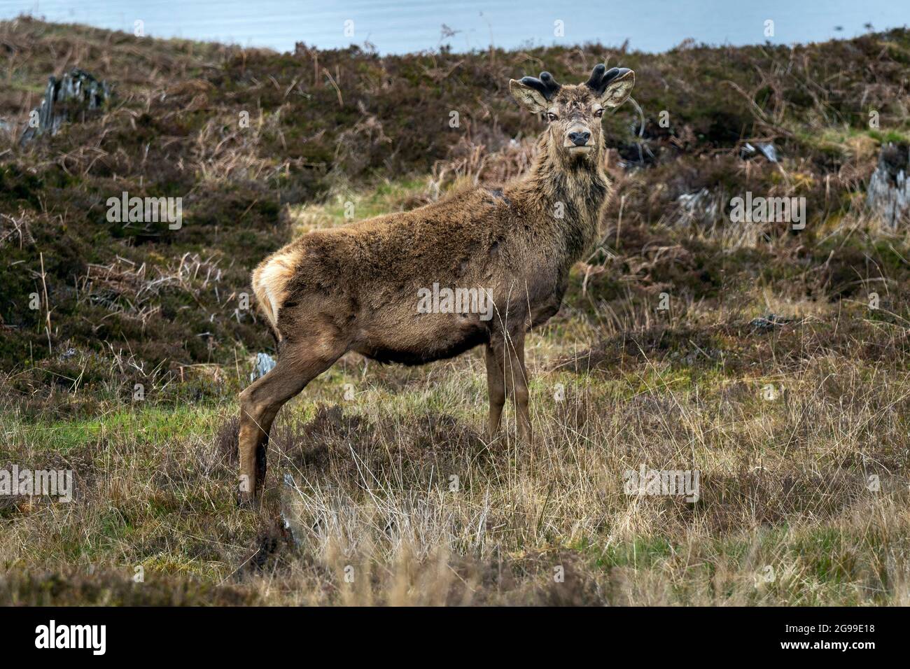 Deer Herd, River Cannich, Glen Cannich, Highlands, Scotland, United ...