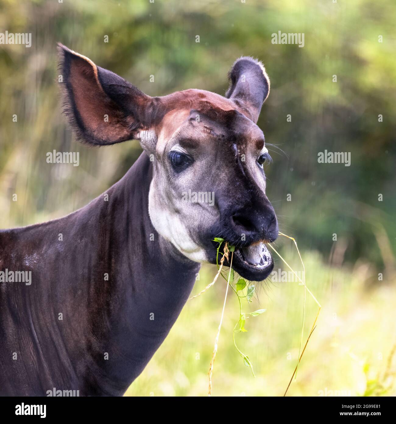Adult okapi, okapia johnstoni, also known as the forest giraffe ...