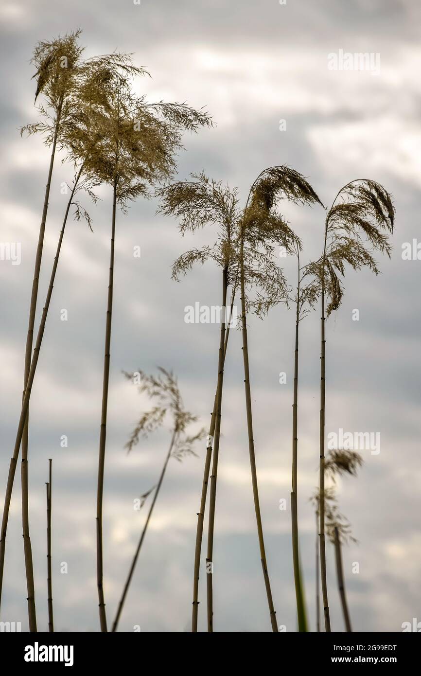 Silhouette of dry thickets of coastal reeds against background of gray ...
