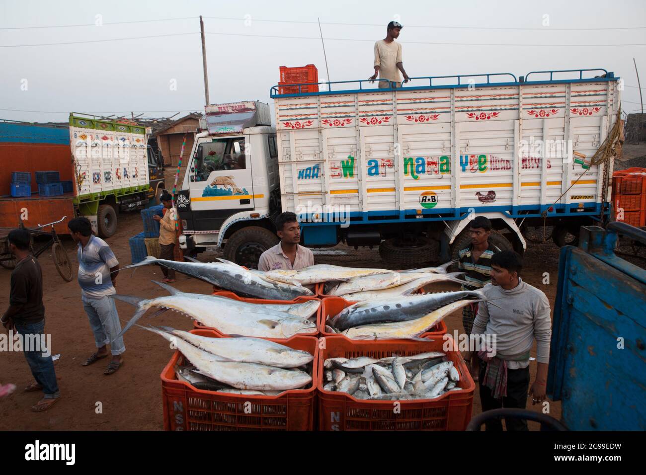 Busy activities in the wholesale fish market of Digha, West Bengal ...