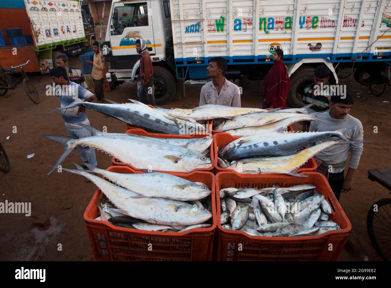 Busy activities in the wholesale fish market of Digha, West Bengal ...