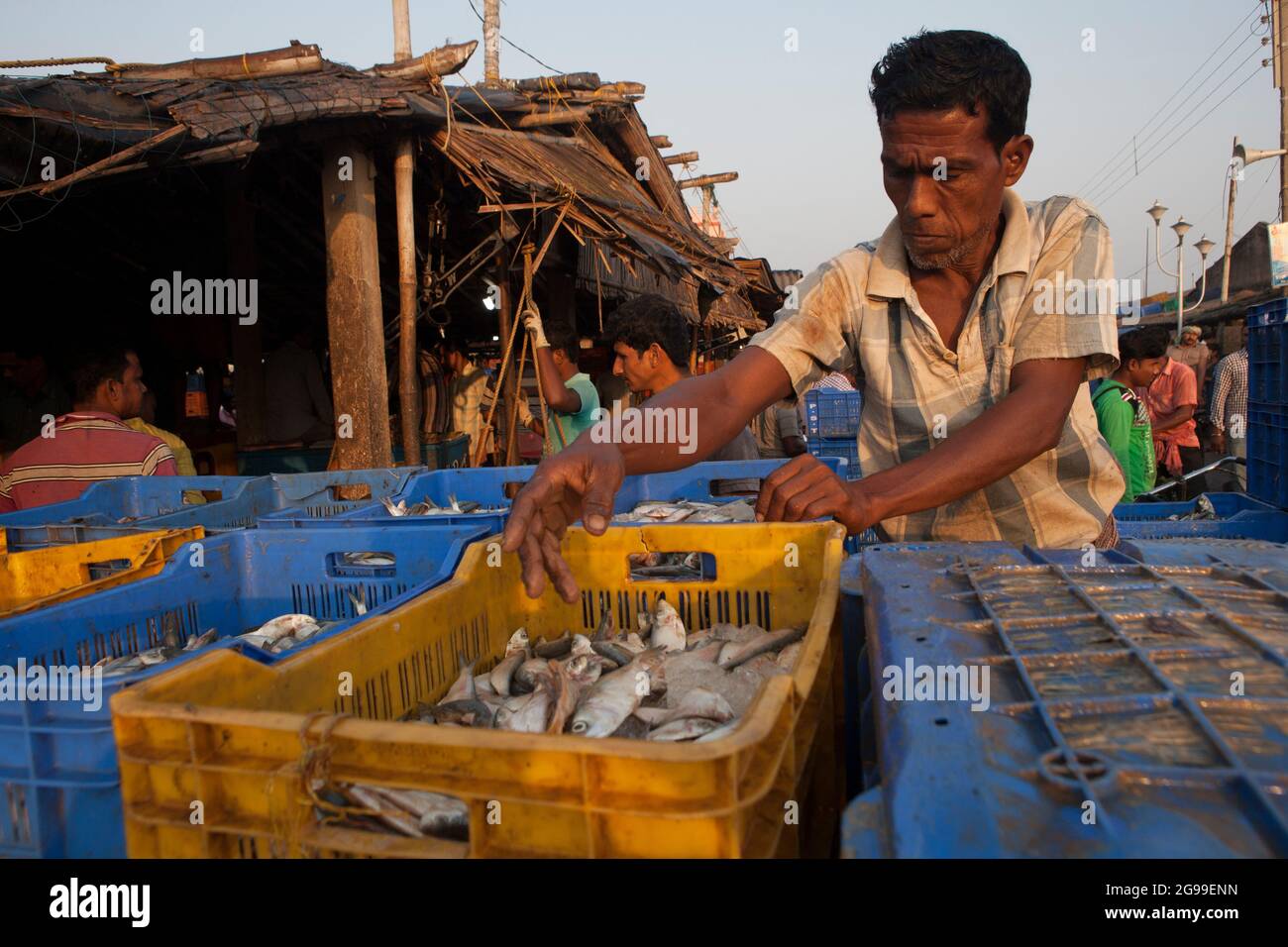 Busy activities in the wholesale fish market of Digha, West Bengal ...