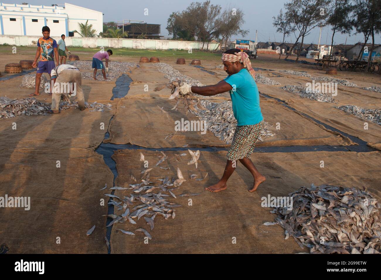 Fishermen working in the process of dry fish preparation in the shore ...