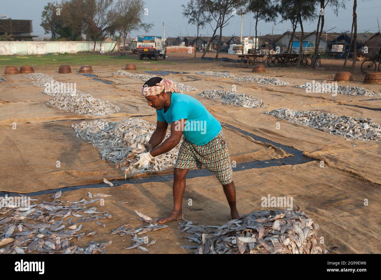 India sea fish hi-res stock photography and images - Alamy