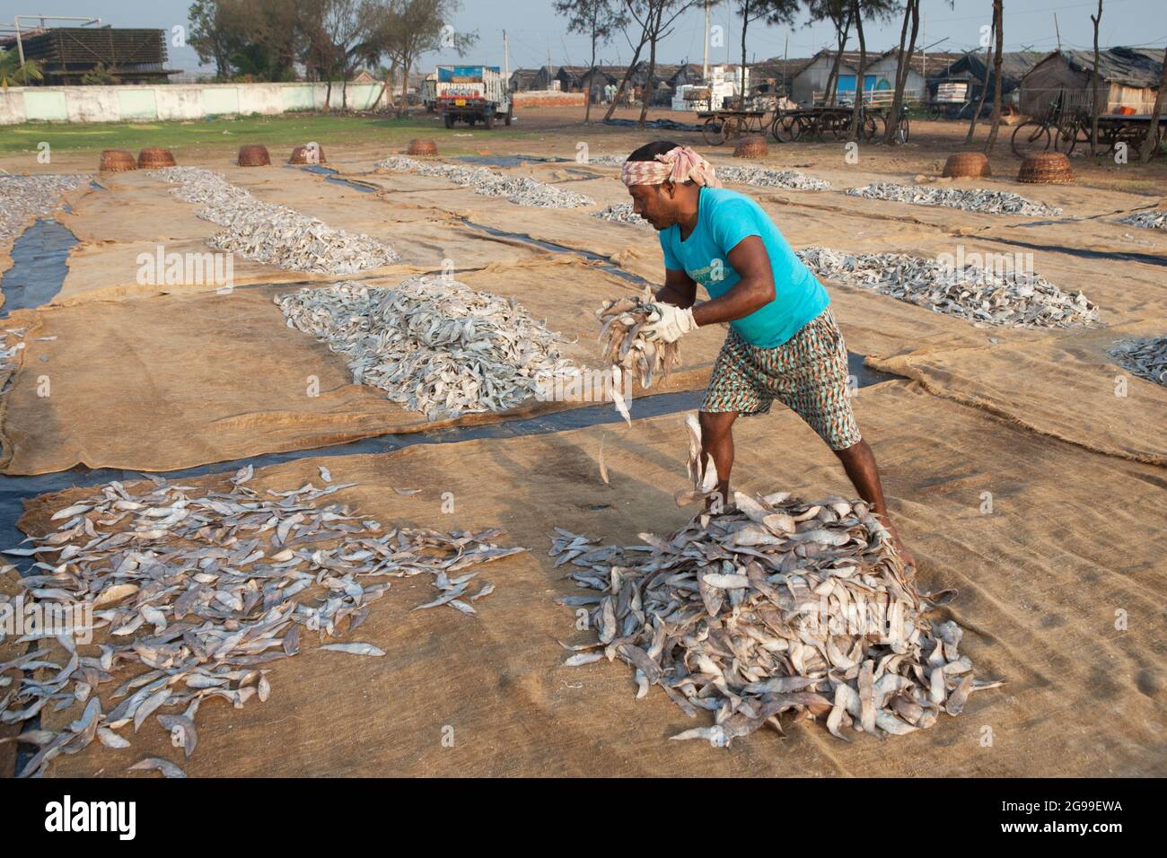 Fishermen working in the process of dry fish preparation in the shore ...