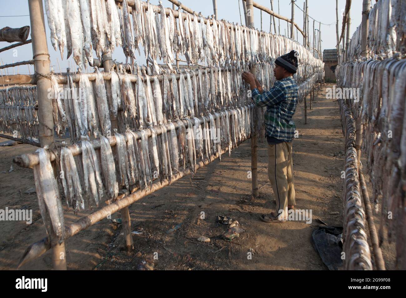 Fishermen working in the process of dry fish preparation in the shore ...