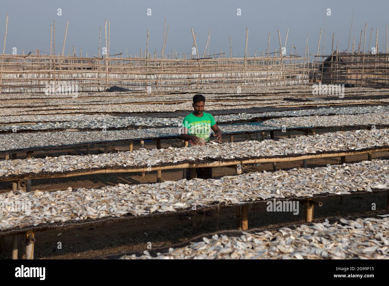 Fishermen working in the process of dry fish preparation in the shore ...