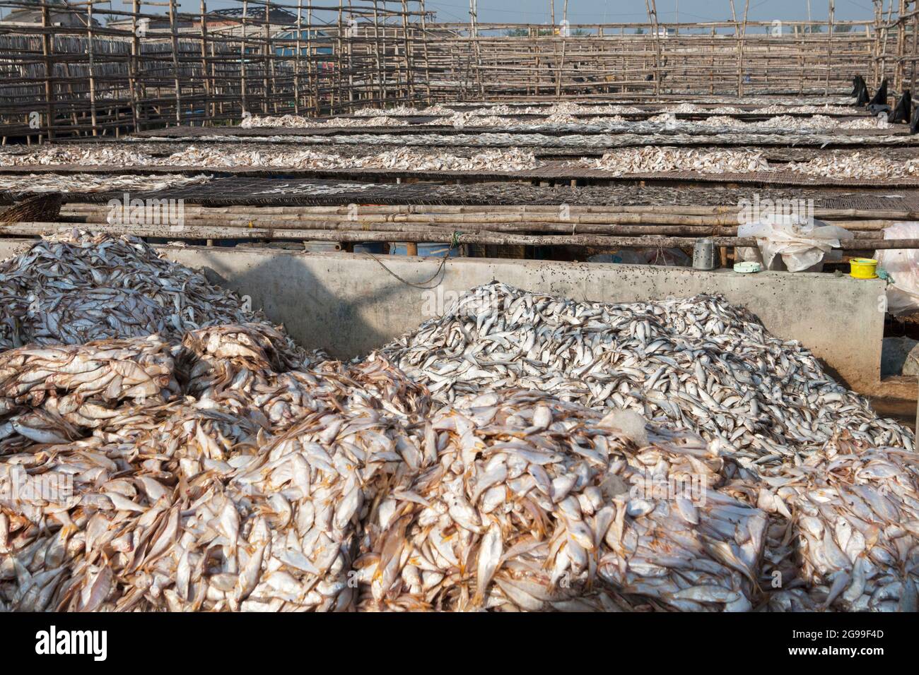 Fishermen working in the process of dry fish preparation in the shore ...