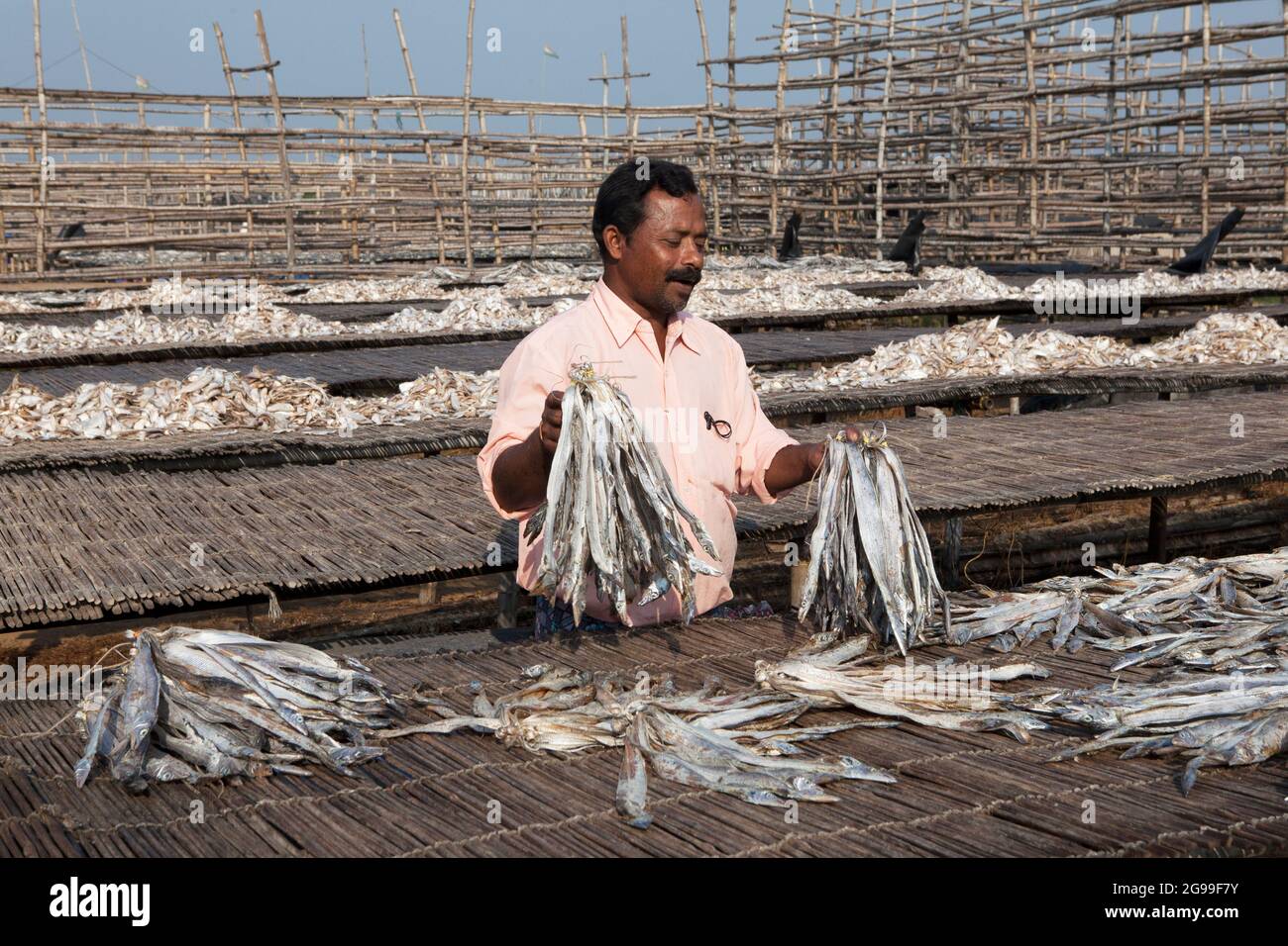 Fishermen working in the process of dry fish preparation in the shore ...