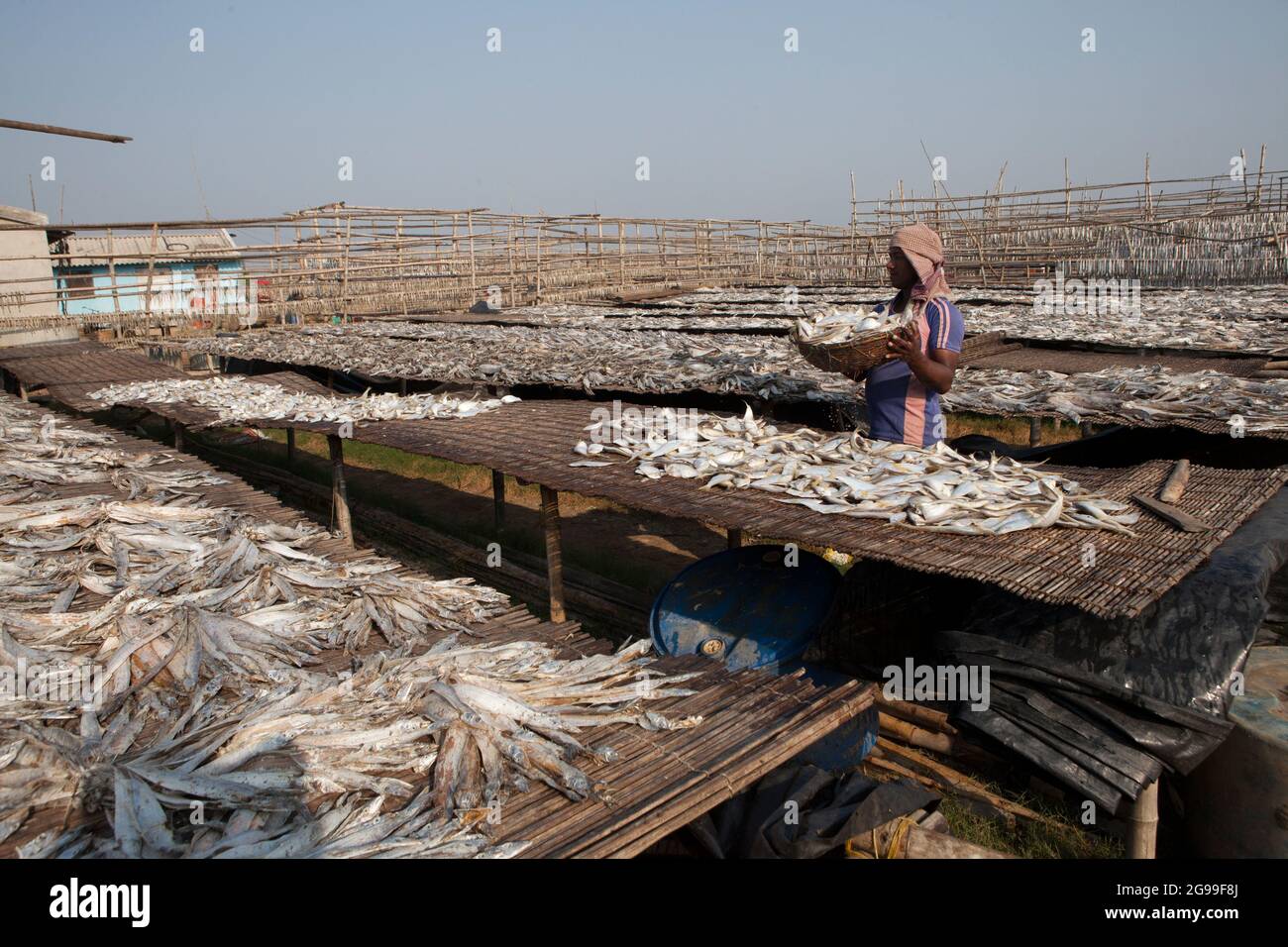 Fishermen working in the process of dry fish preparation in the shore ...
