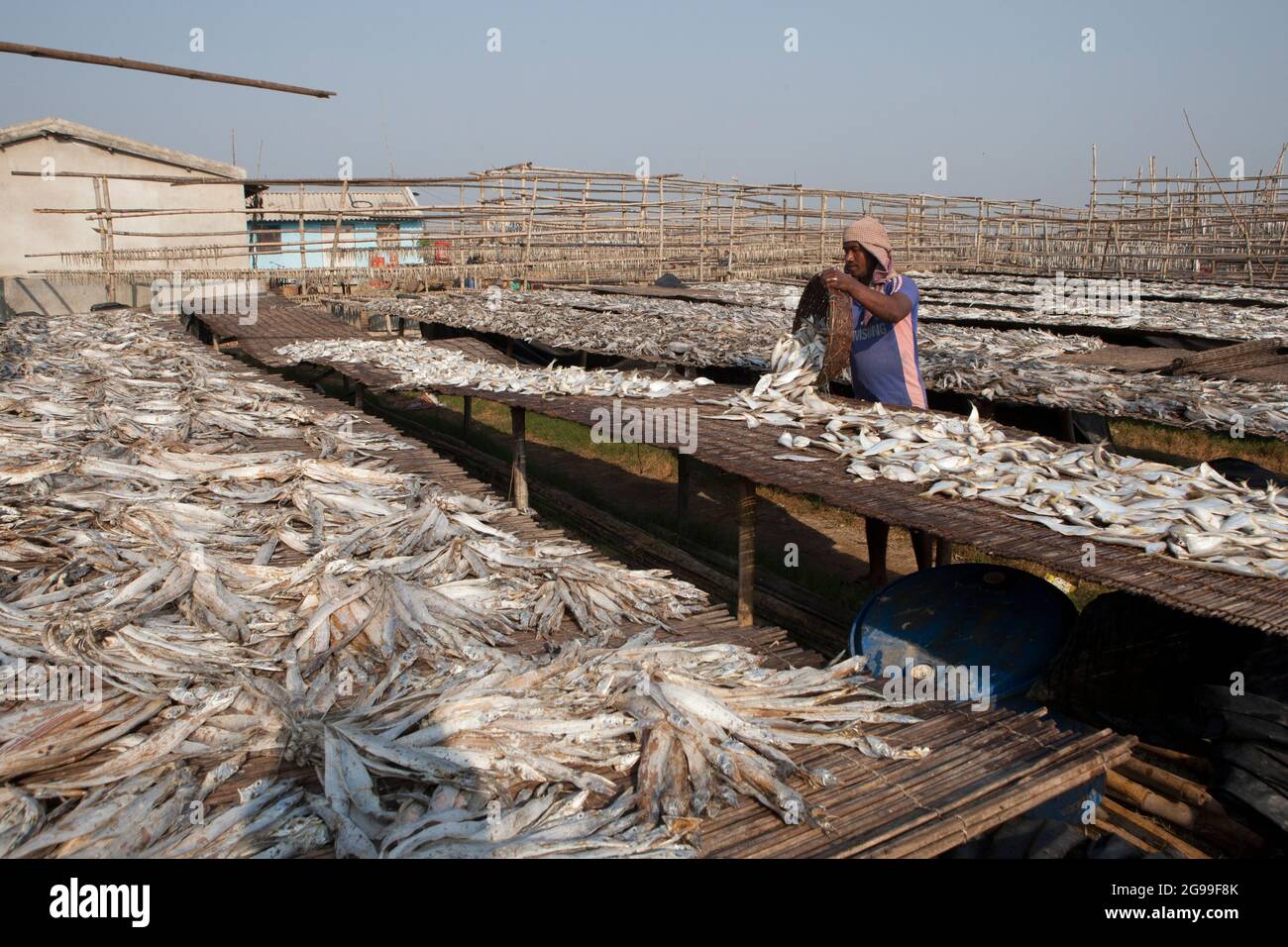 Fishermen working in the process of dry fish preparation in the shore ...