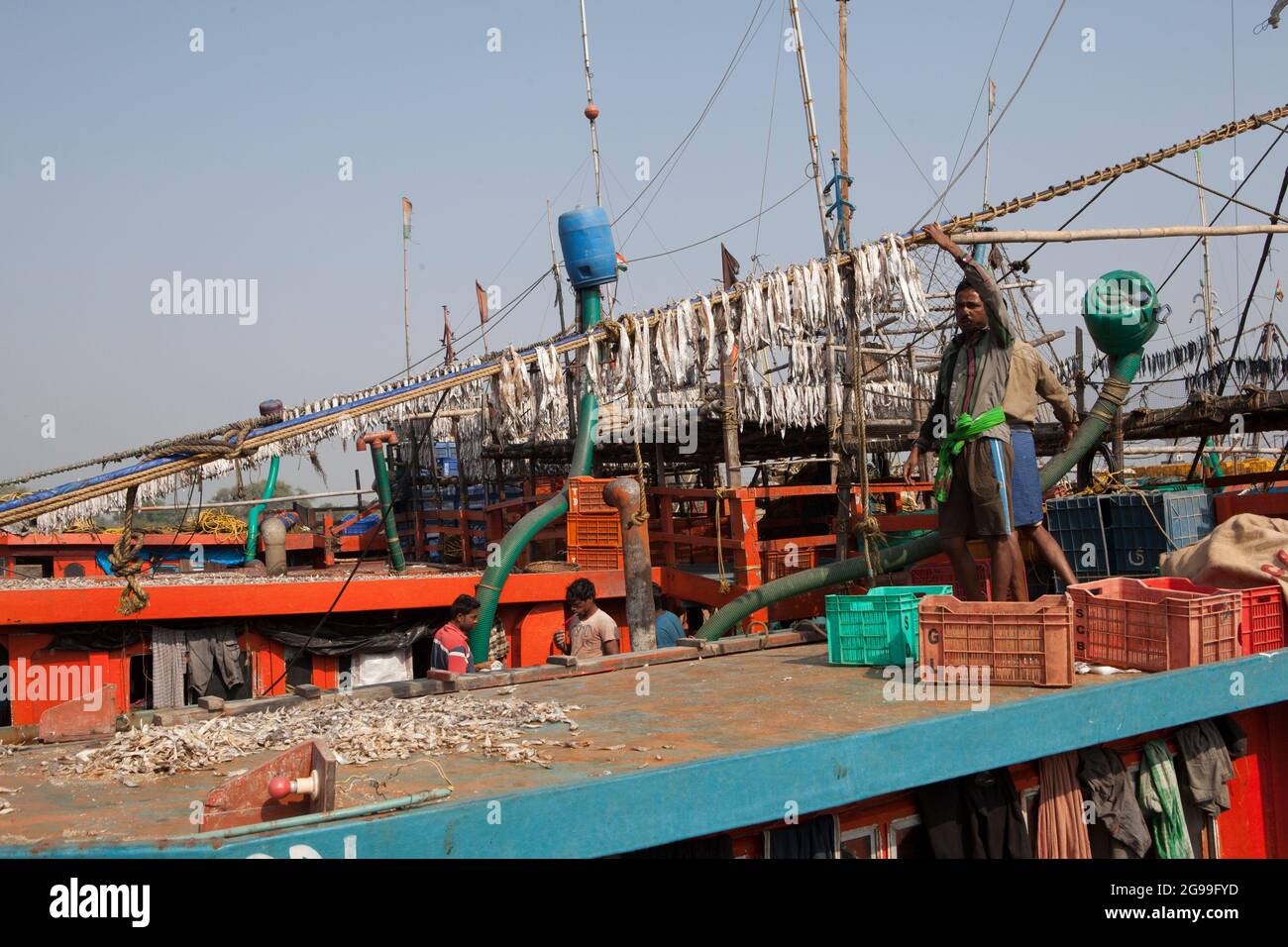 fish are being dried in sunlight to prepare sundry fish in trawlers ...