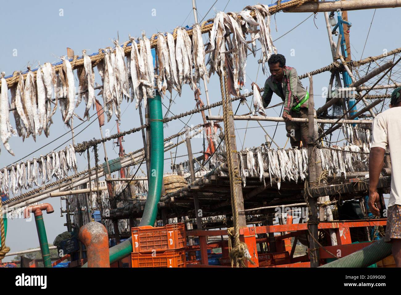 fish are being dried in sunlight to prepare sundry fish in trawlers ...