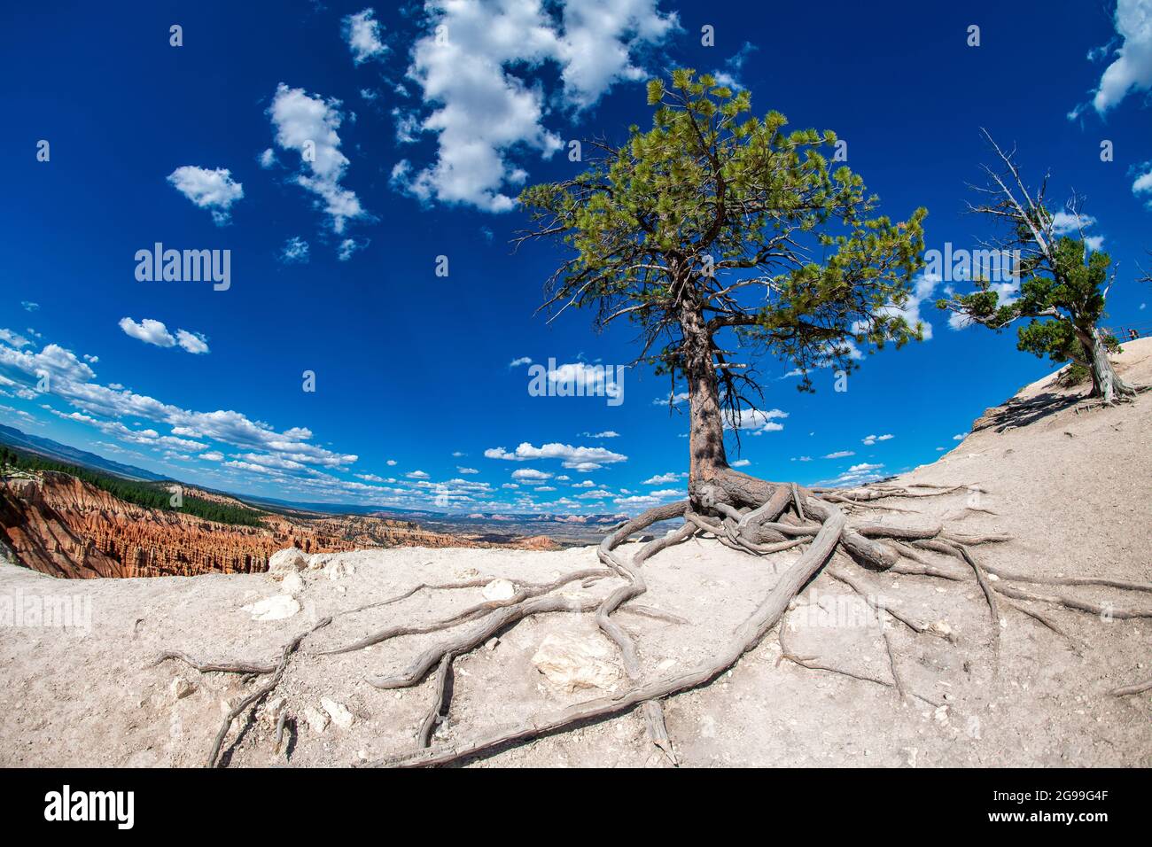 Tree roots over rock hi-res stock photography and images - Alamy